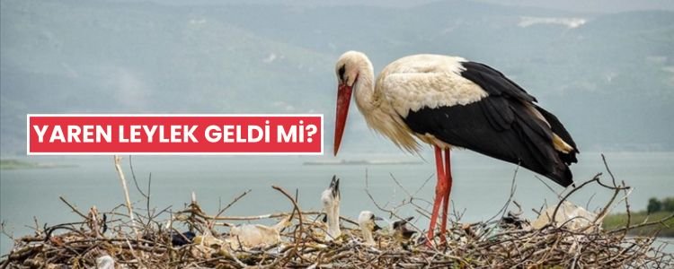 Yaren Leylek Geldi Mi? Yaren Leylek Olayı Nedir? | Öğrenci Portalı